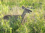 A Wildlife Guide to Mammoth Cave National Park - A-Z Animals