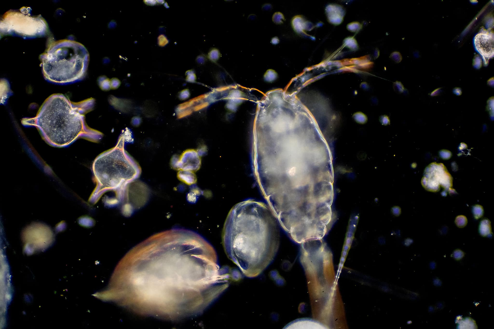 Meet the Phantom Jellyfish That Drifts Through Total Darkness - A-Z Animals