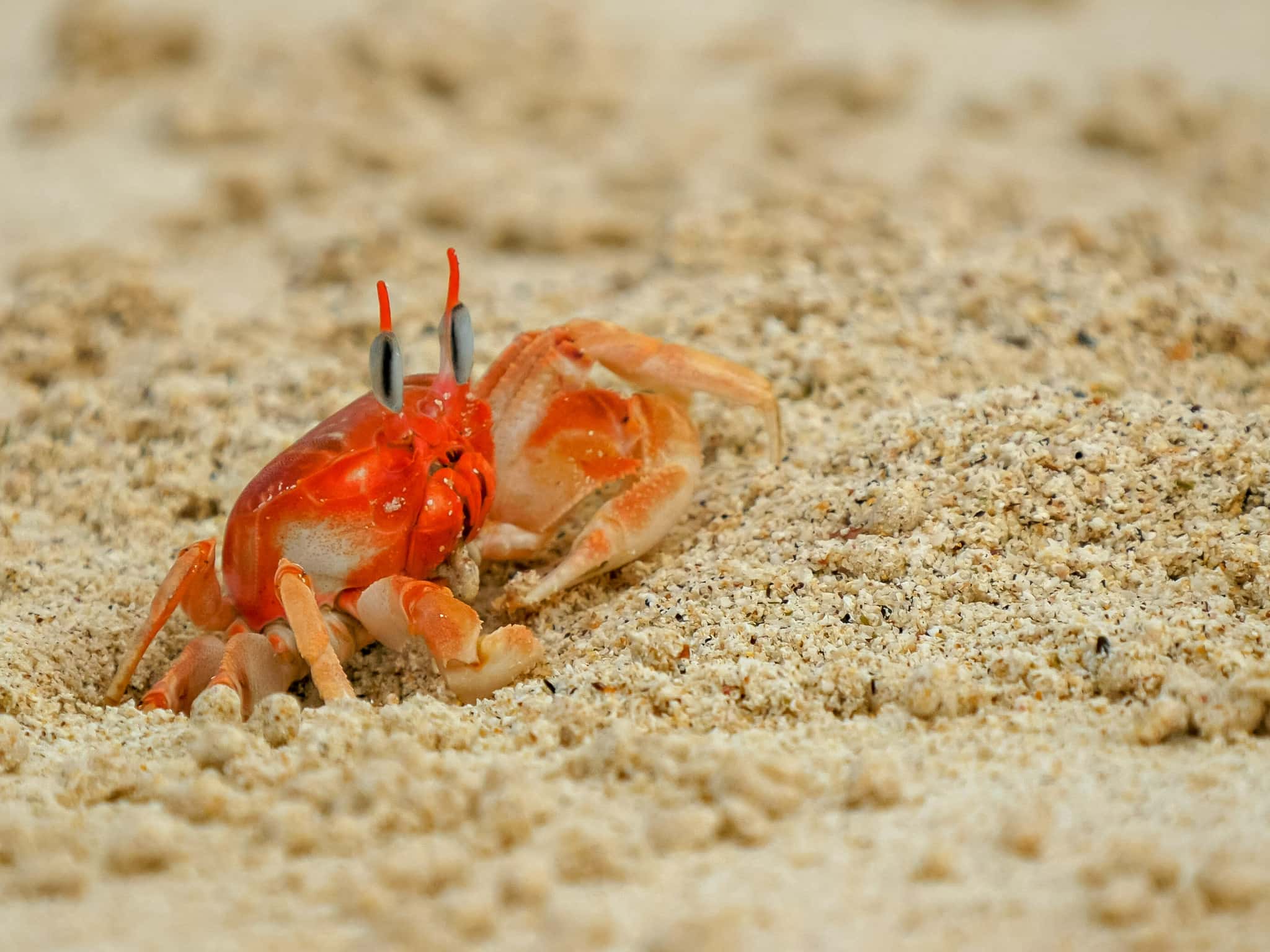 Ghost Crab Animal Facts - Ocypode - A-Z Animals