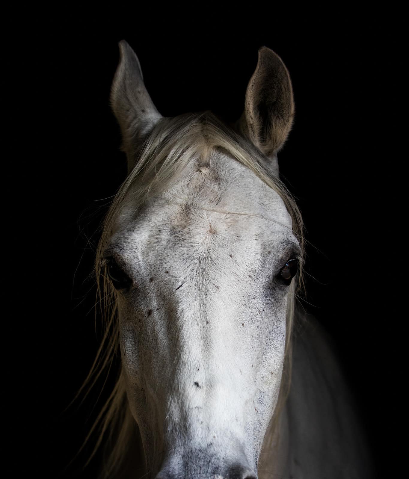 How Do Horses Communicate? - A-Z Animals