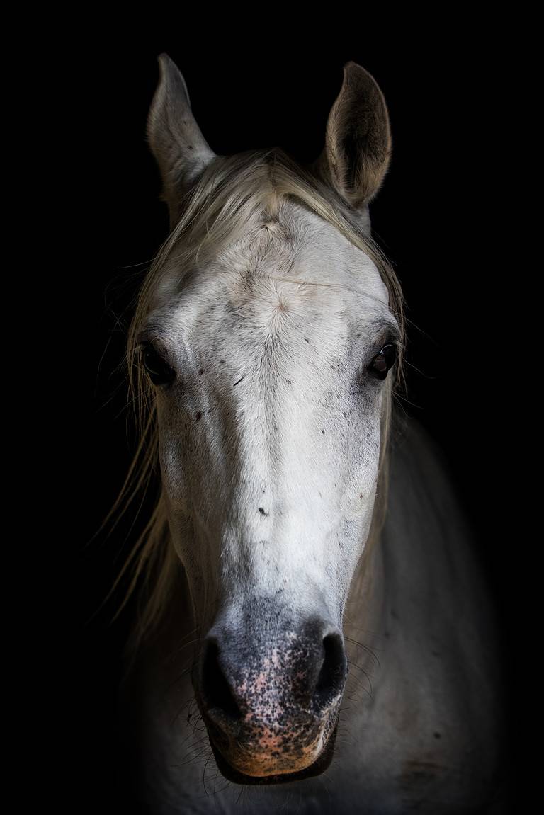 How Do Horses Communicate? - A-Z Animals