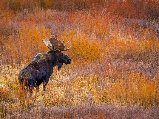 The Top 7 Best Places to See Wildlife in Colorado - A-Z Animals