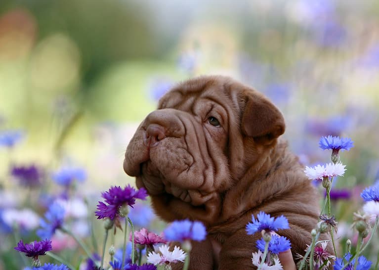 Shar Pei Progression: Growth Chart, Milestones, and Training Tips