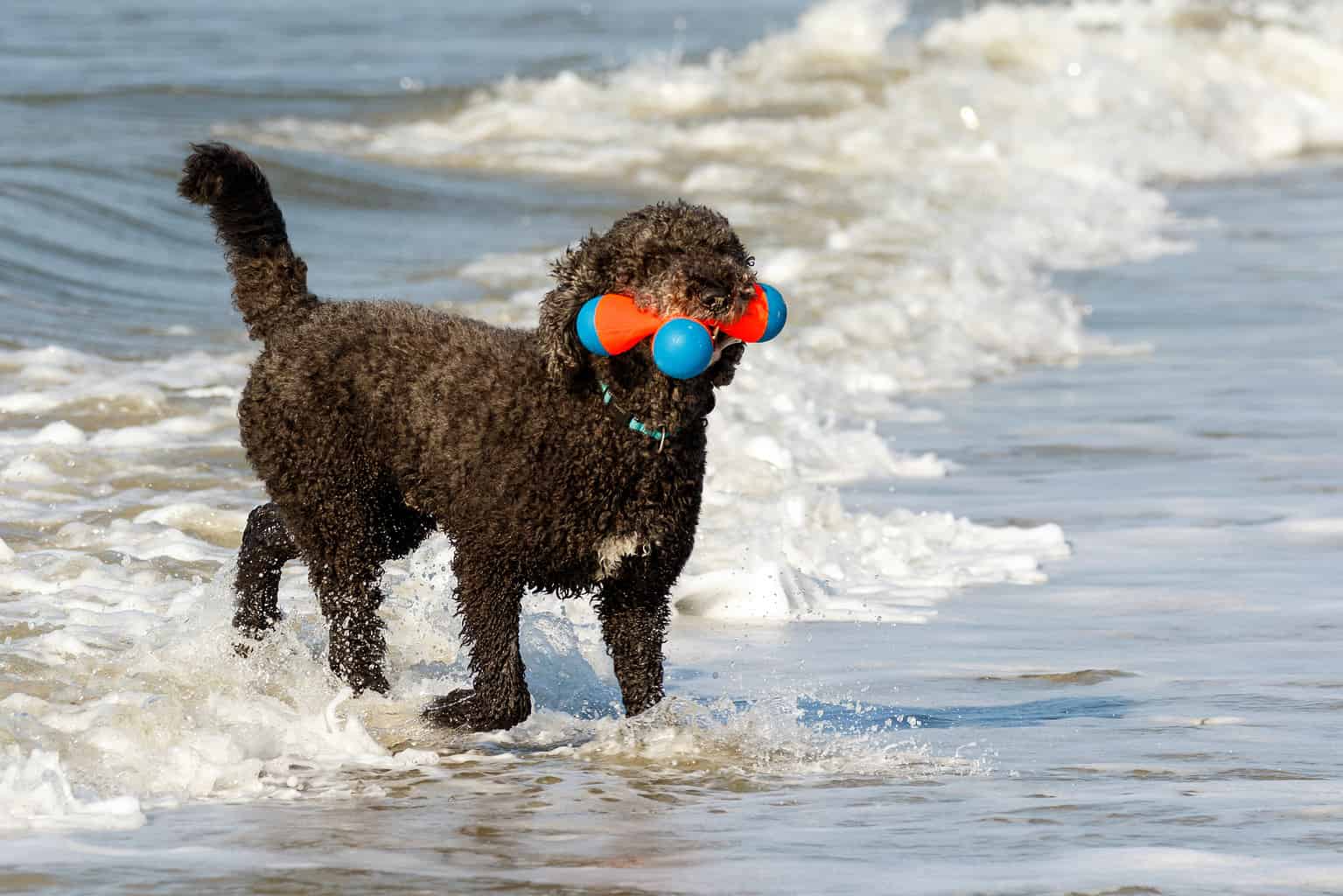 Poodles as Hunting Dogs: 7 Pros and Limitations to Know - A-Z Animals