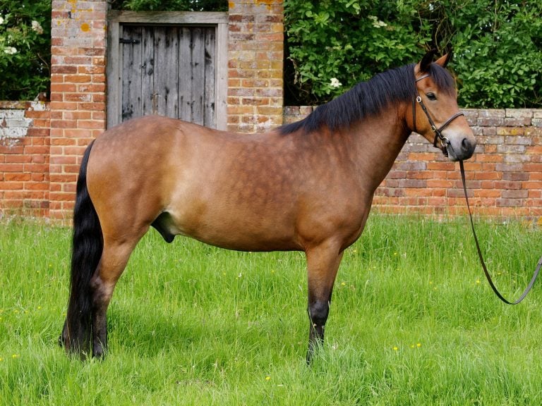 A Complete Guide to Popular Pony Breeds - A-Z Animals Slideshows