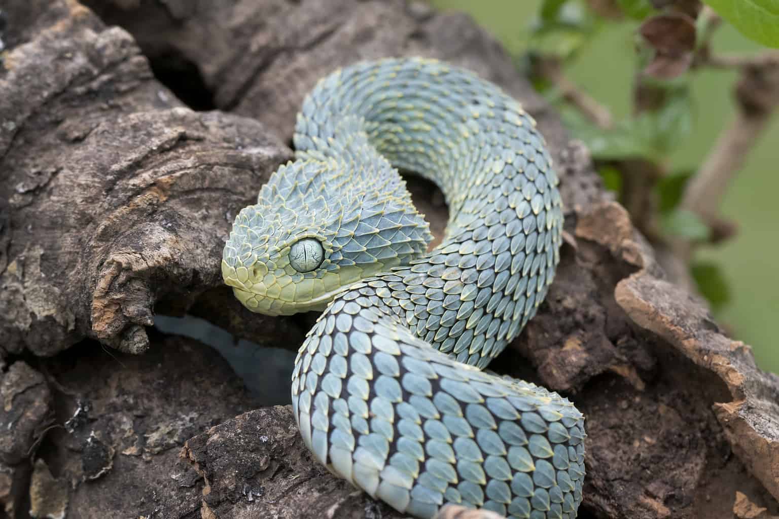 Discover 25 Animals with Stunning Blue Eyes - A-Z Animals