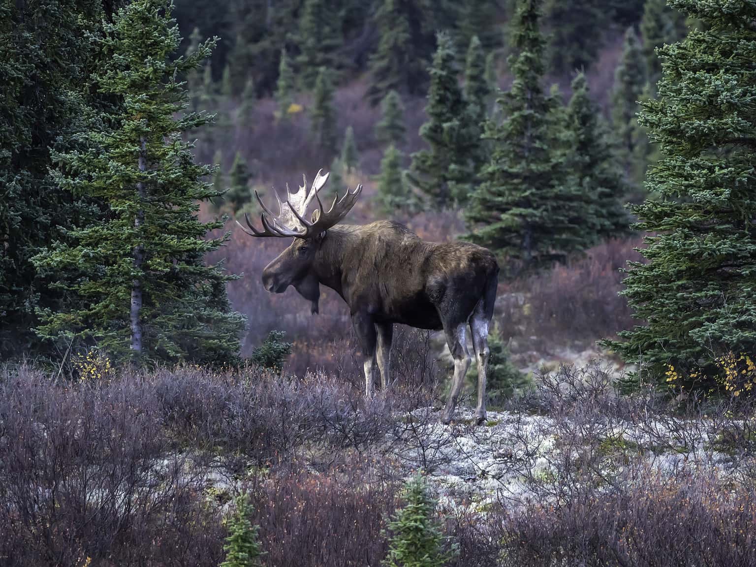 7 States That Allow Moose Hunting in America - A-Z Animals