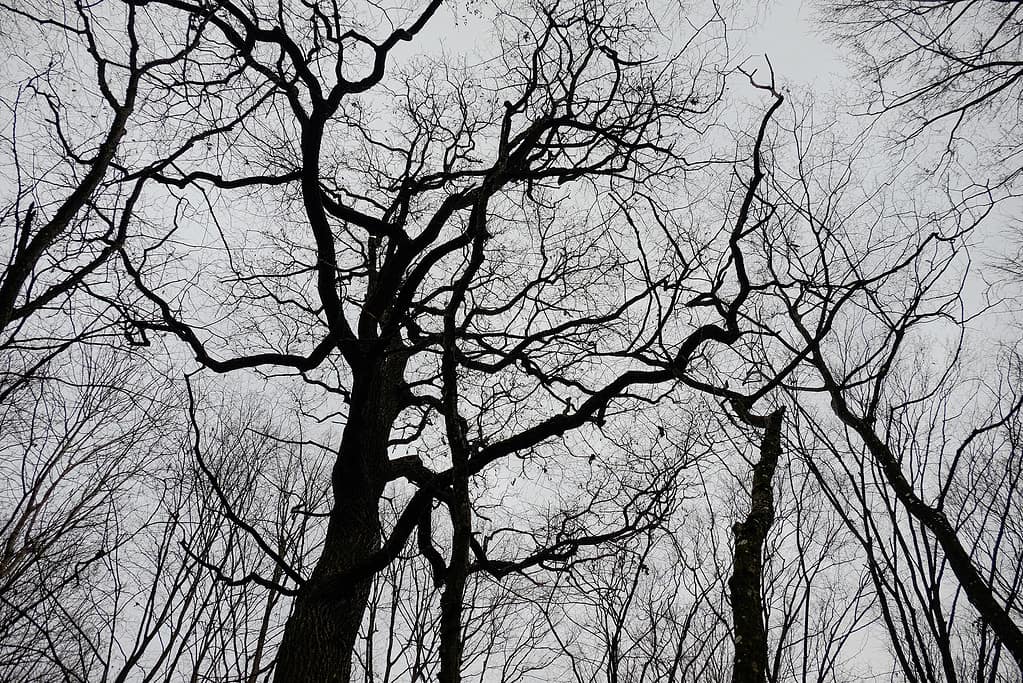 The 15 Most Dangerous Forests in the World - A-Z Animals