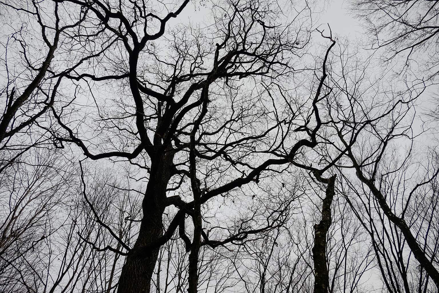 The 15 Most Dangerous Forests in the World - A-Z Animals