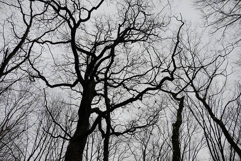 The 15 Most Dangerous Forests in the World - A-Z Animals