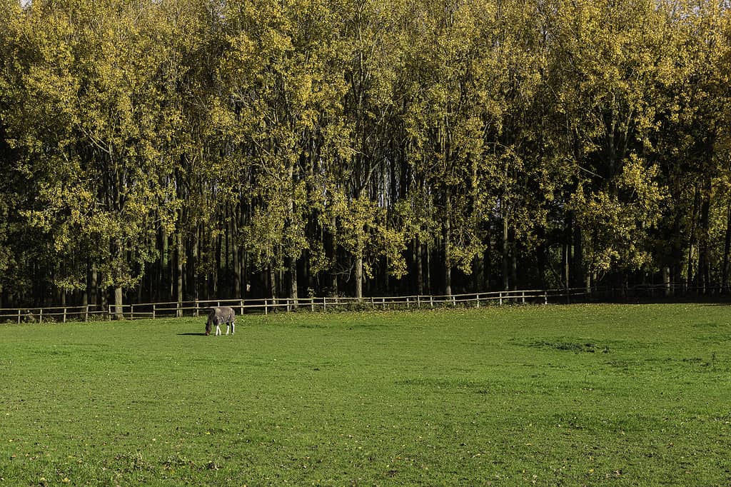 The 15 Most Dangerous Forests in the World - A-Z Animals