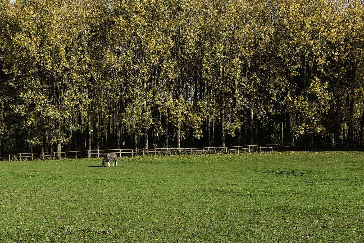 The 15 Most Dangerous Forests in the World - A-Z Animals