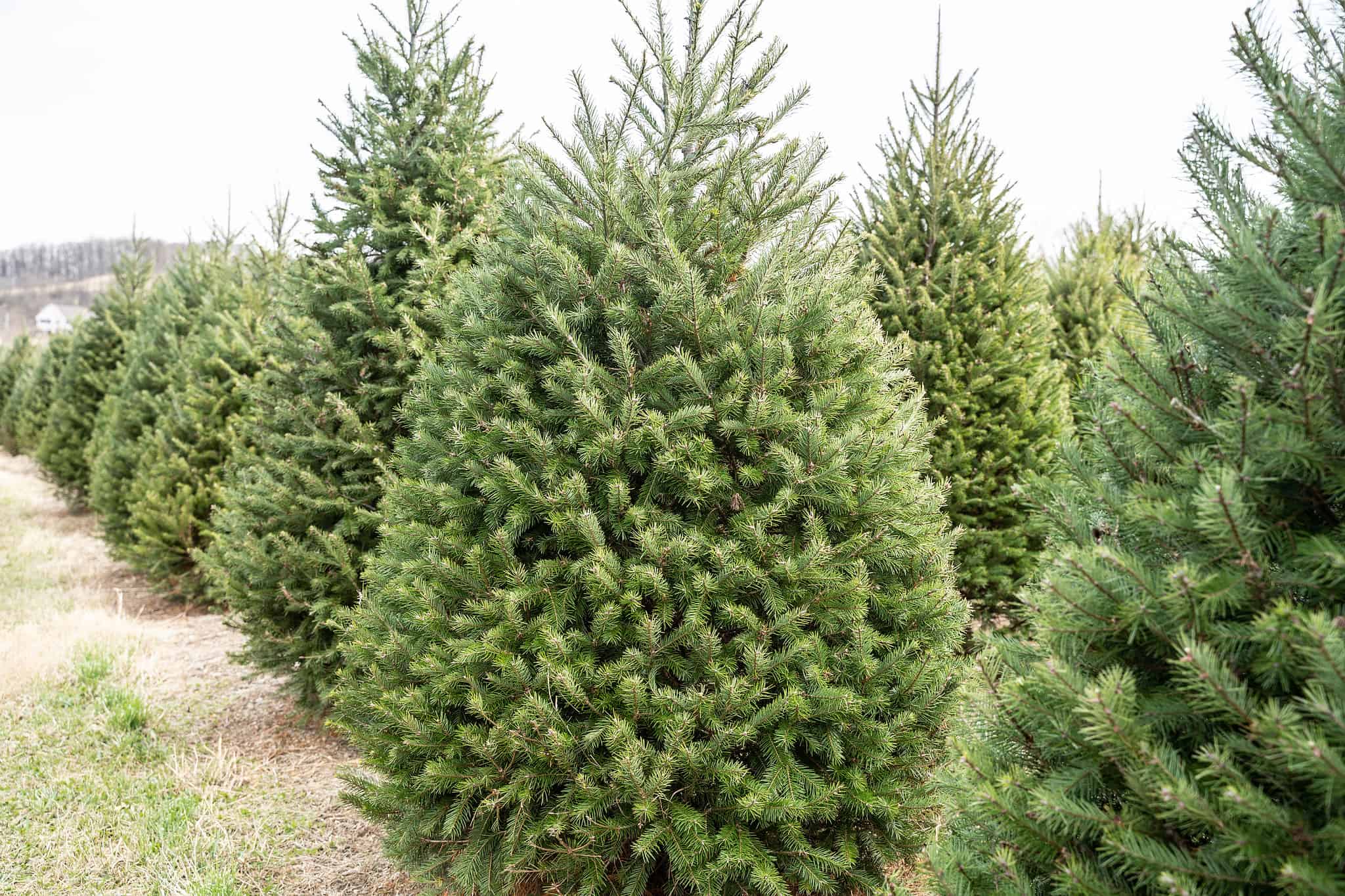 How to Grow Your Own Christmas Tree - A-Z Animals