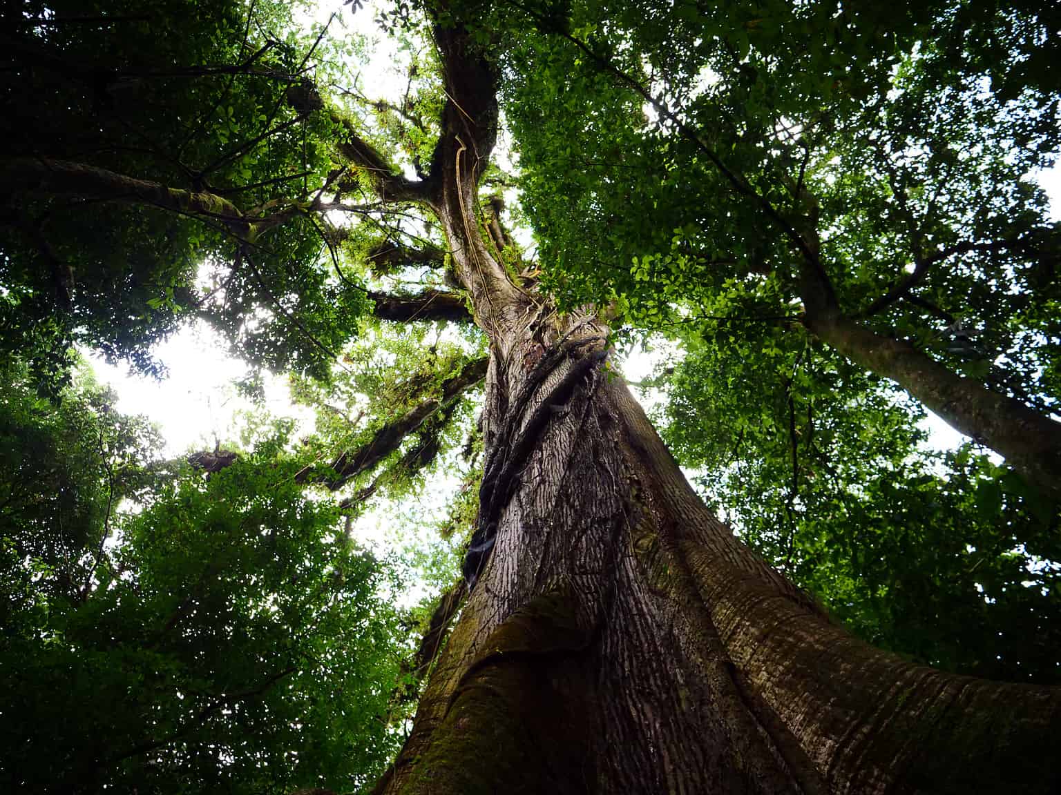 Rainforest Food Chain and Web: Examples and Who's on Top - A-Z Animals