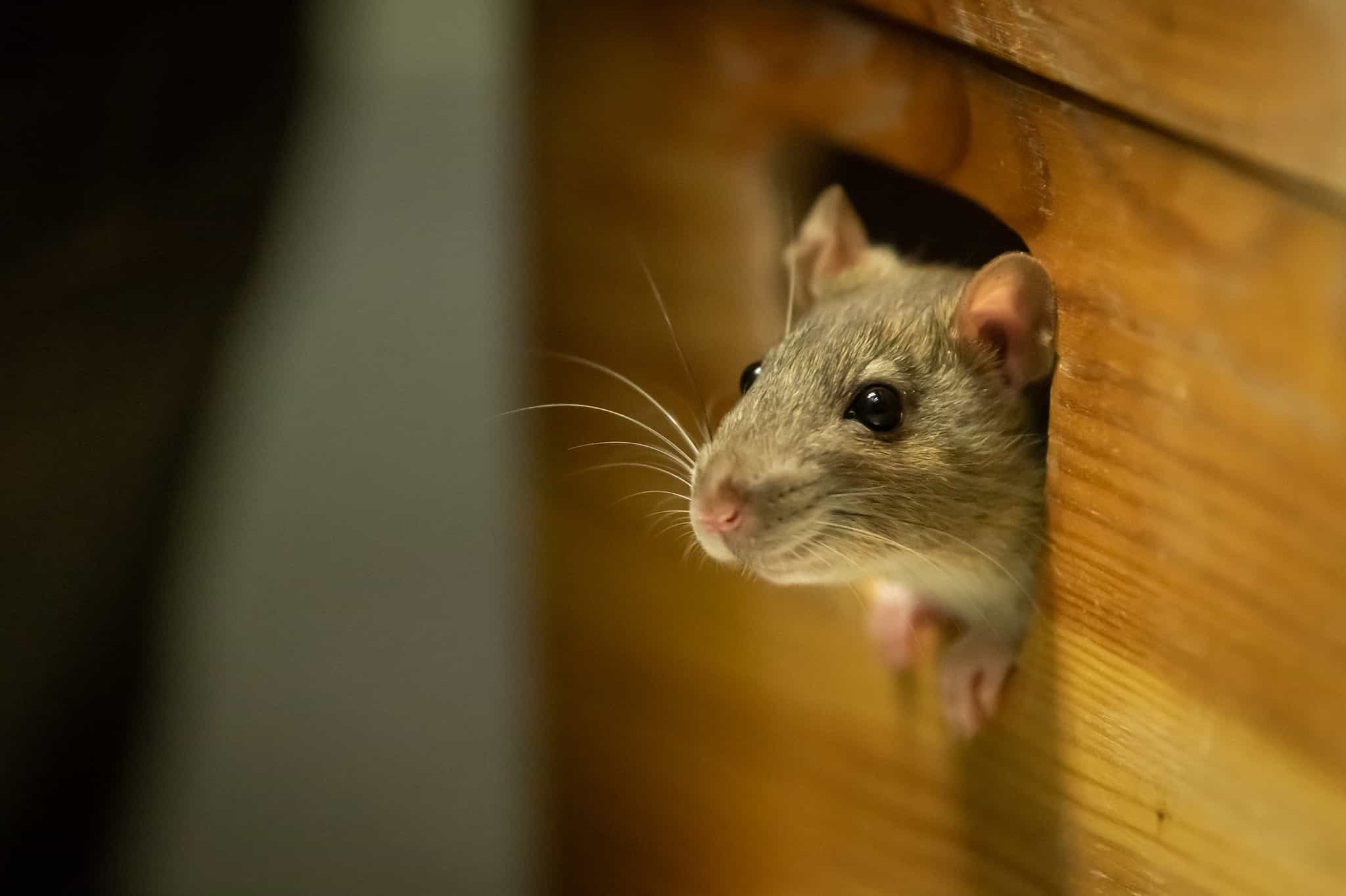 Gnat Animal Facts - A-Z Animals