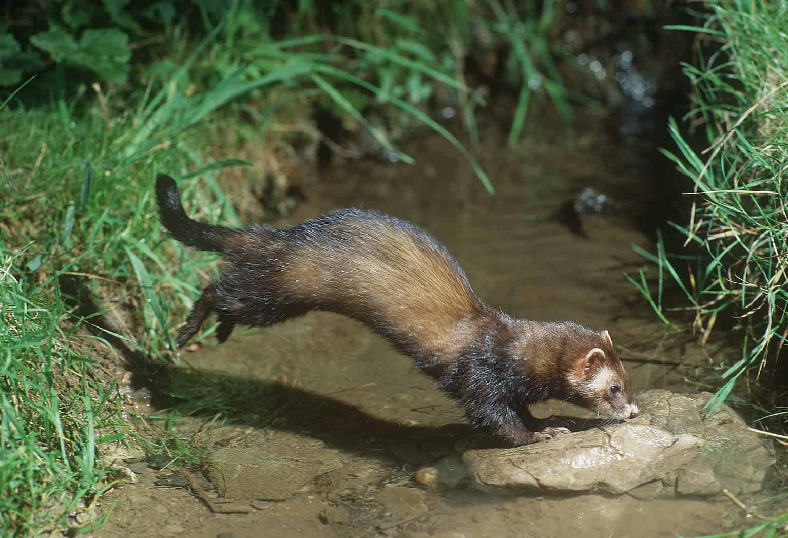 Yes, Ferrets Can Swim but Take These 10 Precautions - A-Z Animals