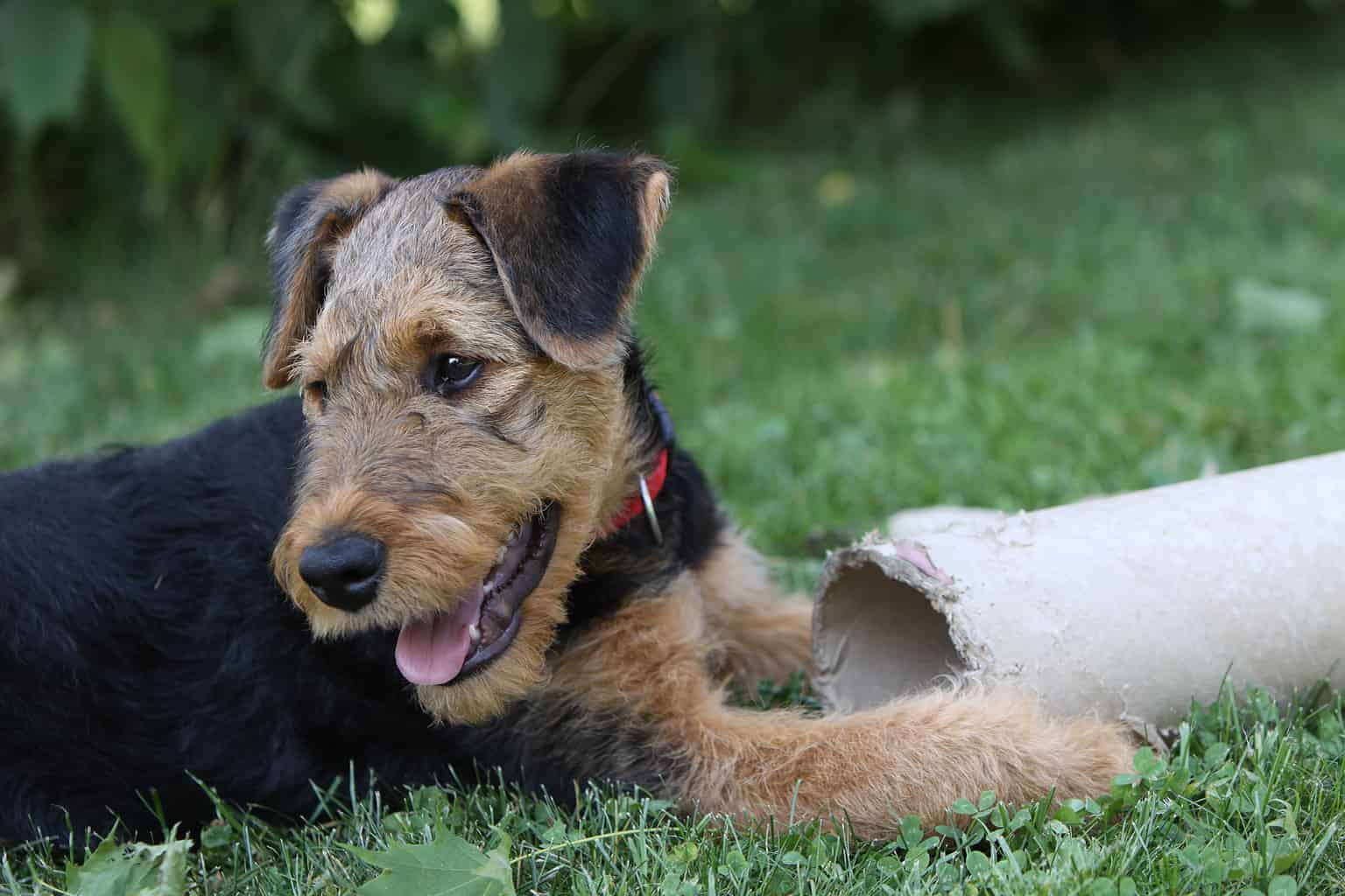 Airedale Terrier Dog Breed Complete Guide - A-Z Animals