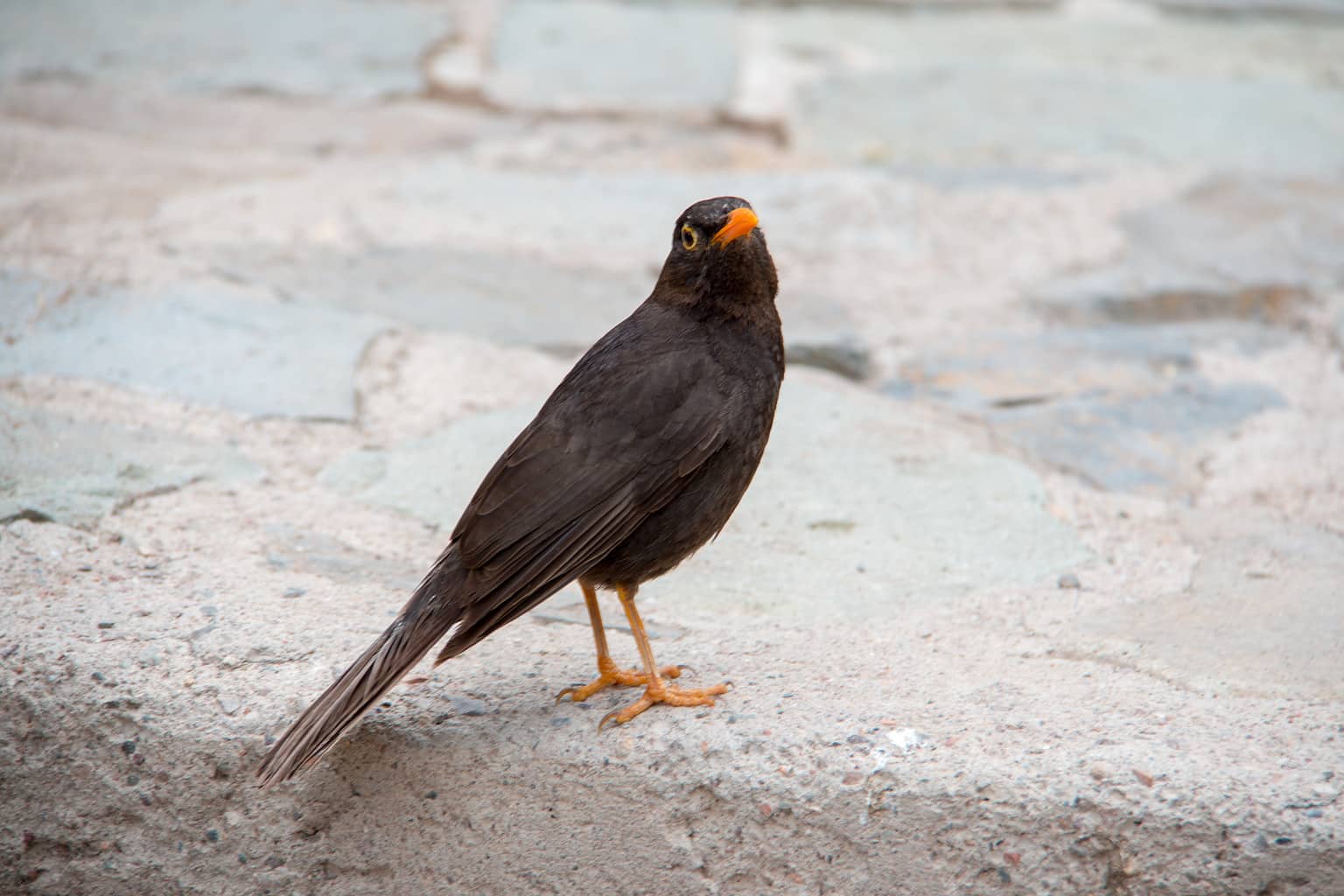 17 Black Birds With Yellow Beaks: How to Properly Identify Each Kind ...