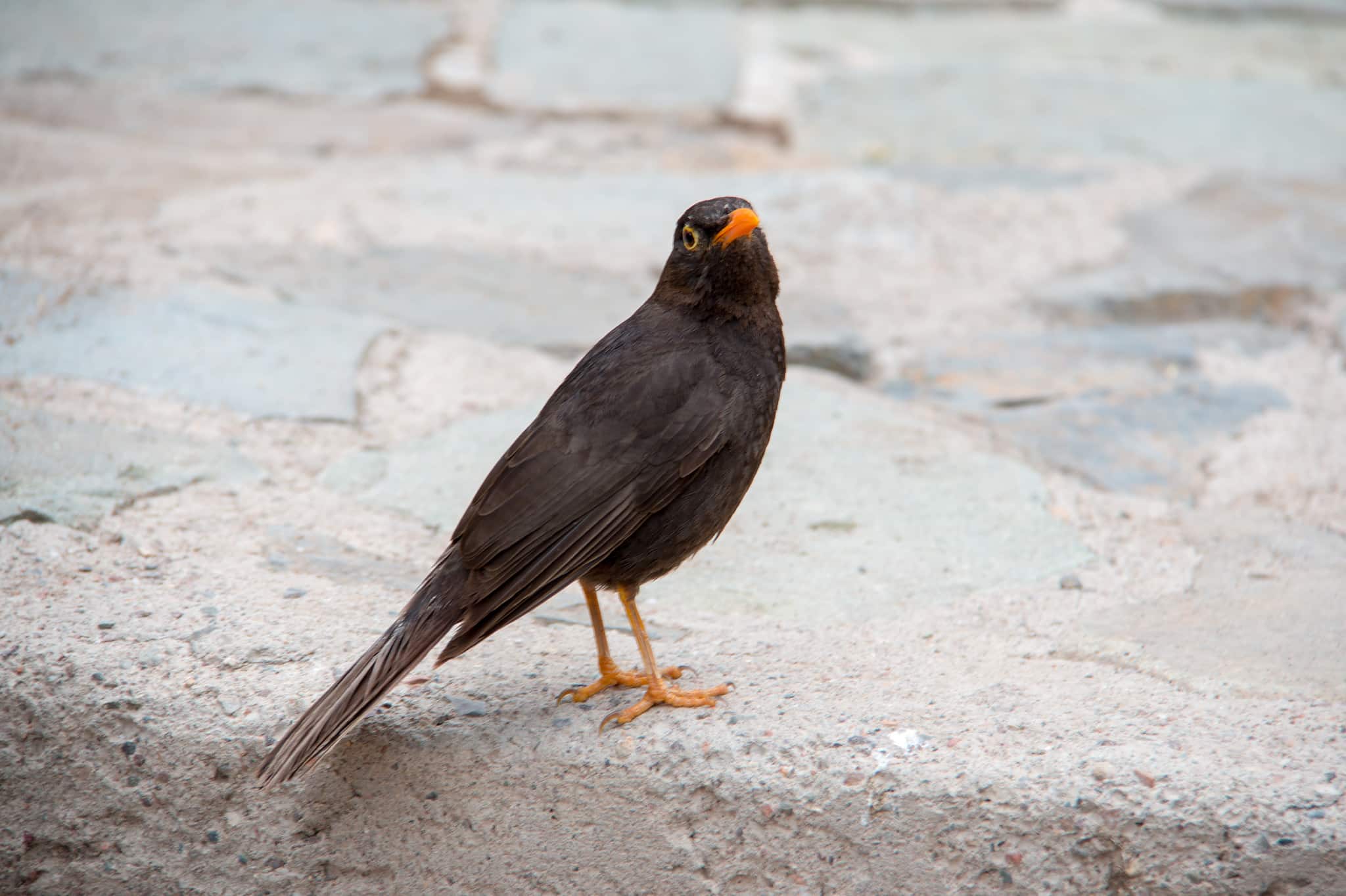 17 Black Birds With Yellow Beaks: How to Properly Identify Each Kind ...