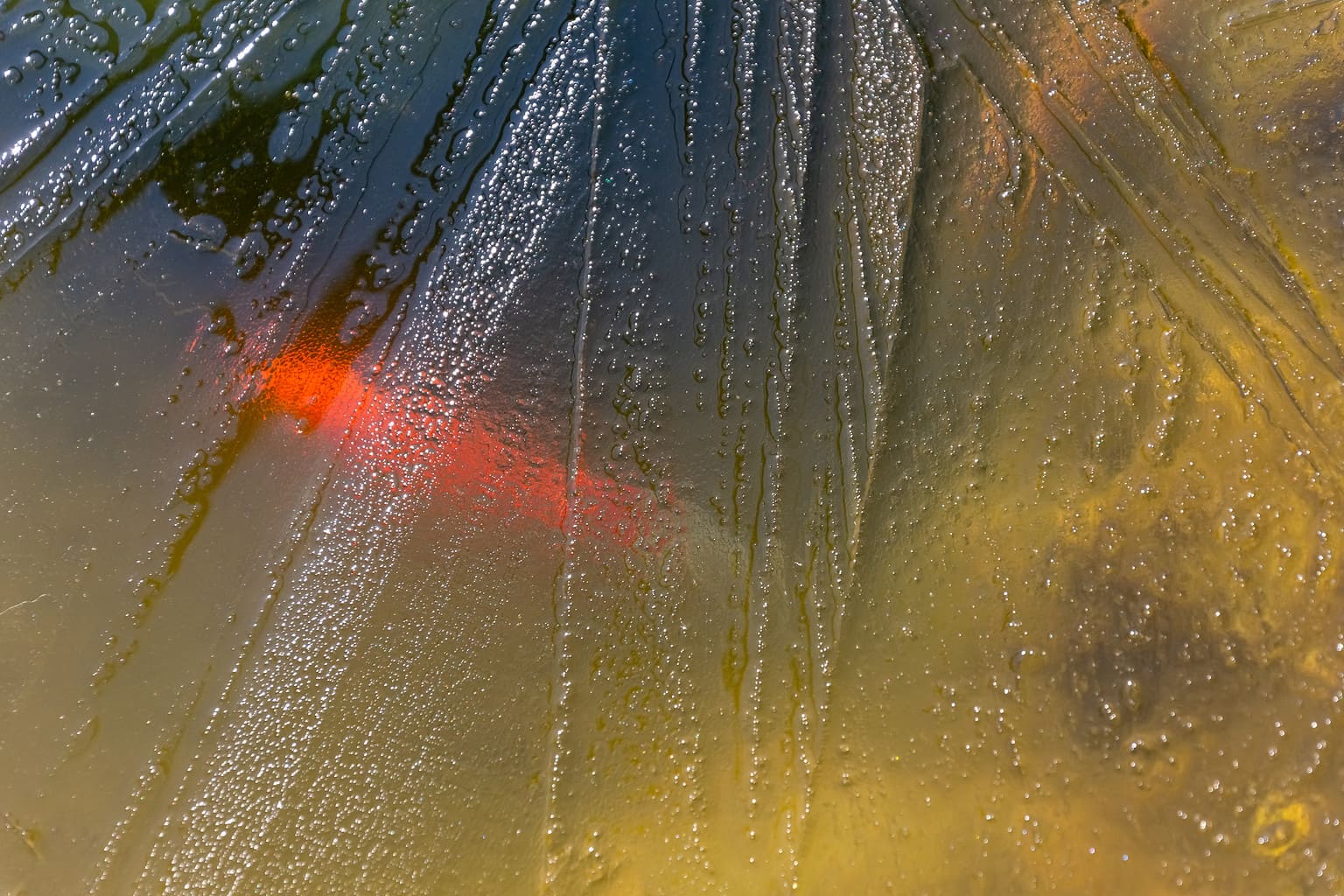 Can Koi Survive Winter? 6 Tips for Keeping Them Alive - A-Z Animals