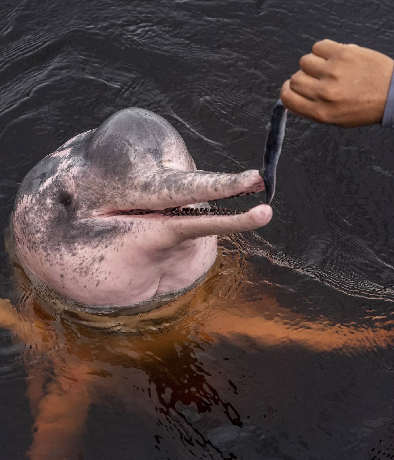 Are Amazon River Dolphins Dangerous? - A-Z Animals