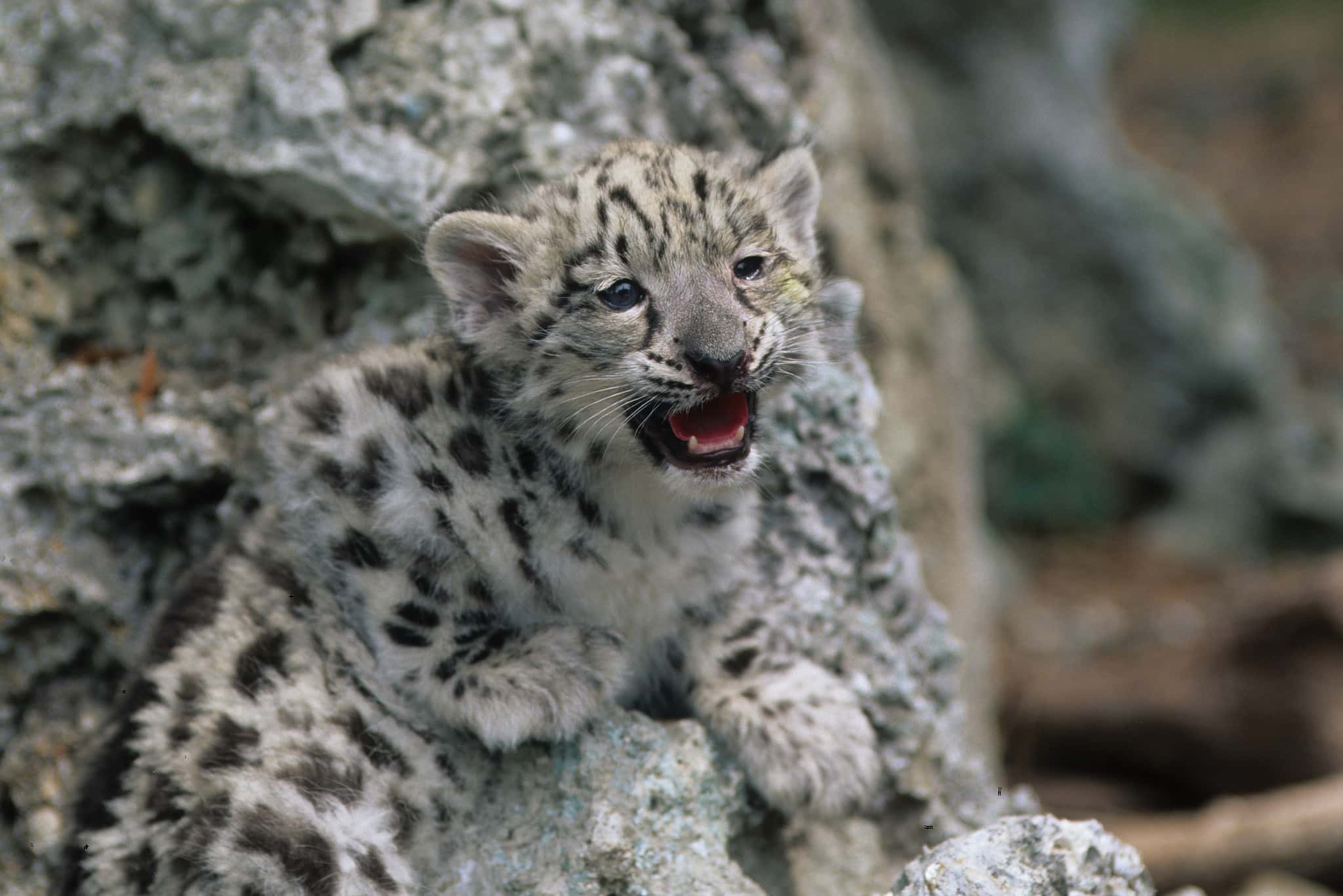 Baby Snow Leopard Cub: 10 Cute Pictures and 10 Amazing Facts - A-Z Animals