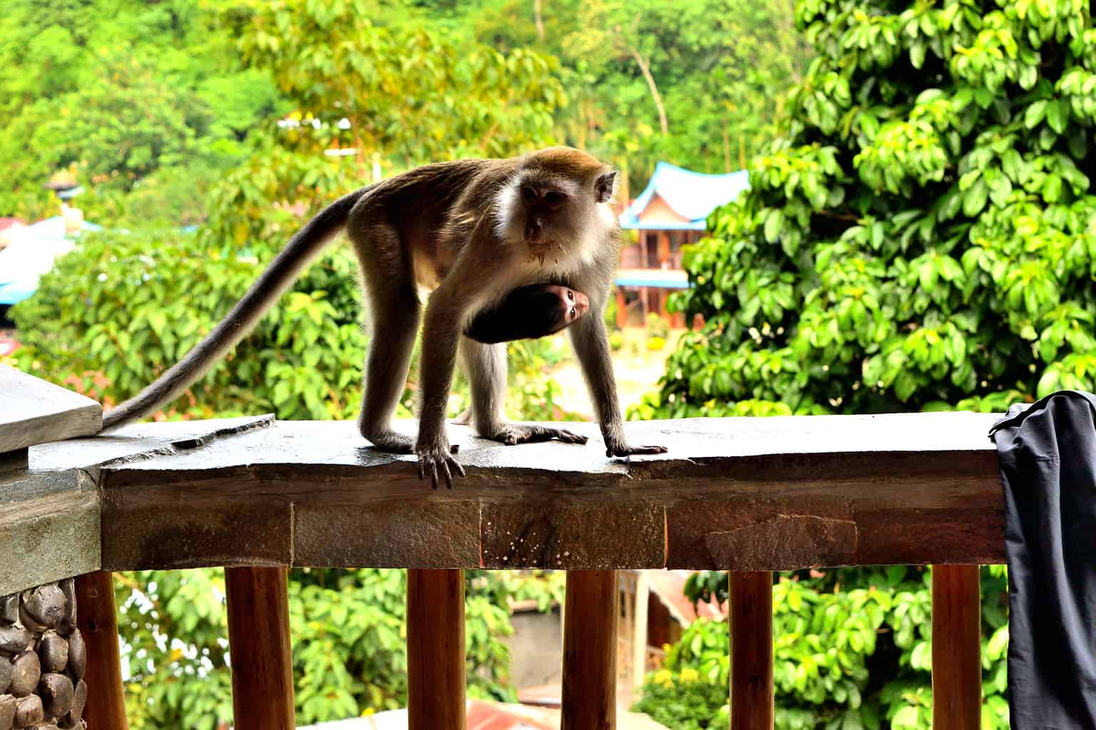 Scary Monkeys: The 10 Most Frightening Monkeys - A-Z Animals