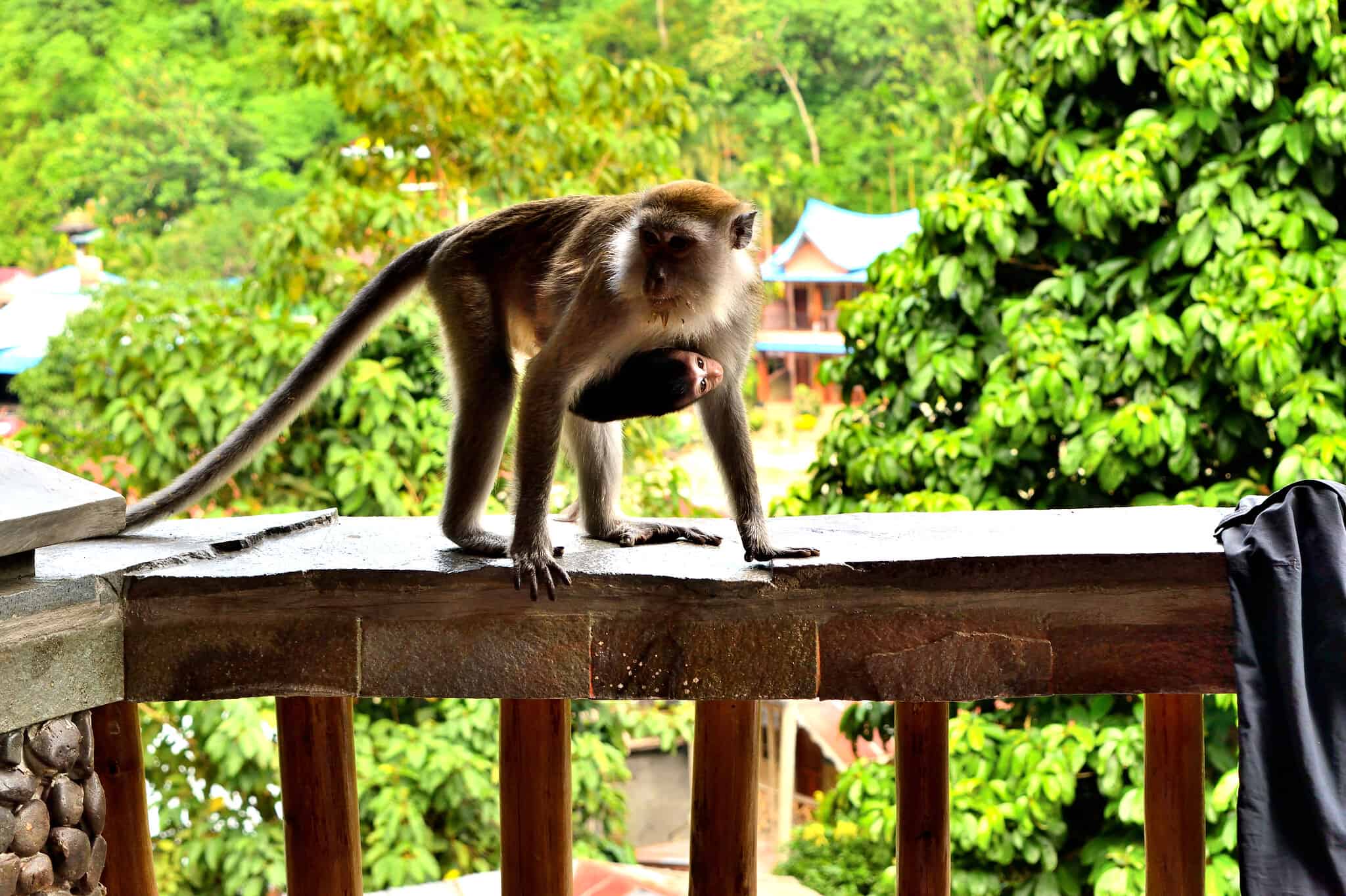 Scary Monkeys: The 10 Most Frightening Monkeys - A-Z Animals