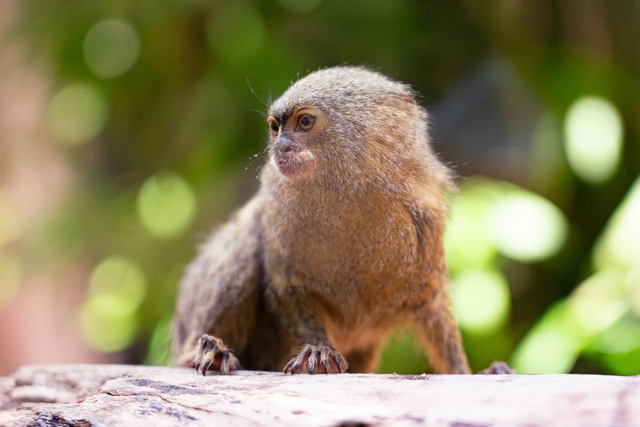 The Complete List of 40 Animals with Whiskers (and Why They Have Them ...