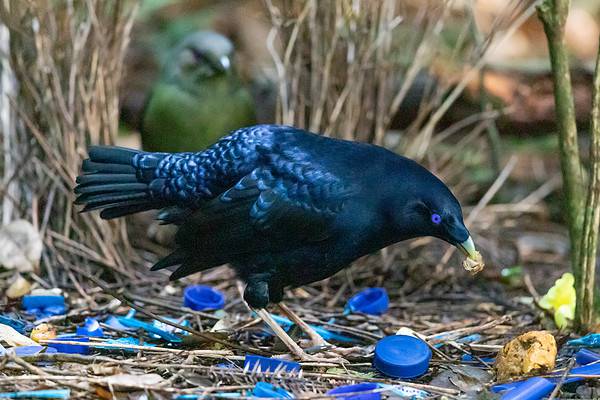 These Birds are Interior Design Experts - A-Z Animals