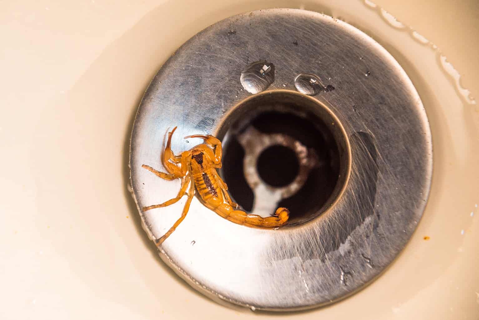 Can Scorpions Swim? 10 Facts About How They Handle Water