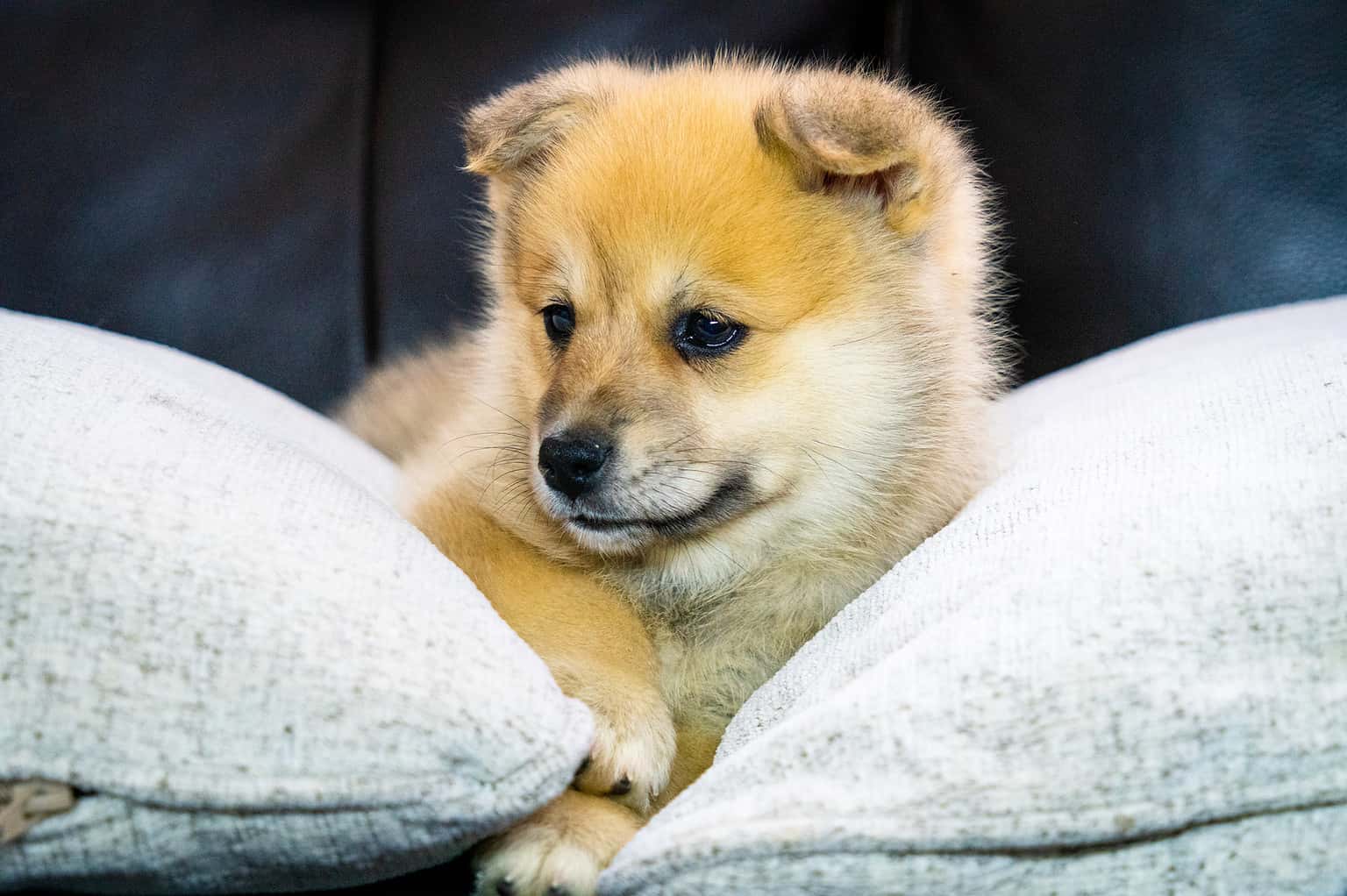 Pomsky Temperament: Do They Make Good Family Dogs? - A-Z Animals