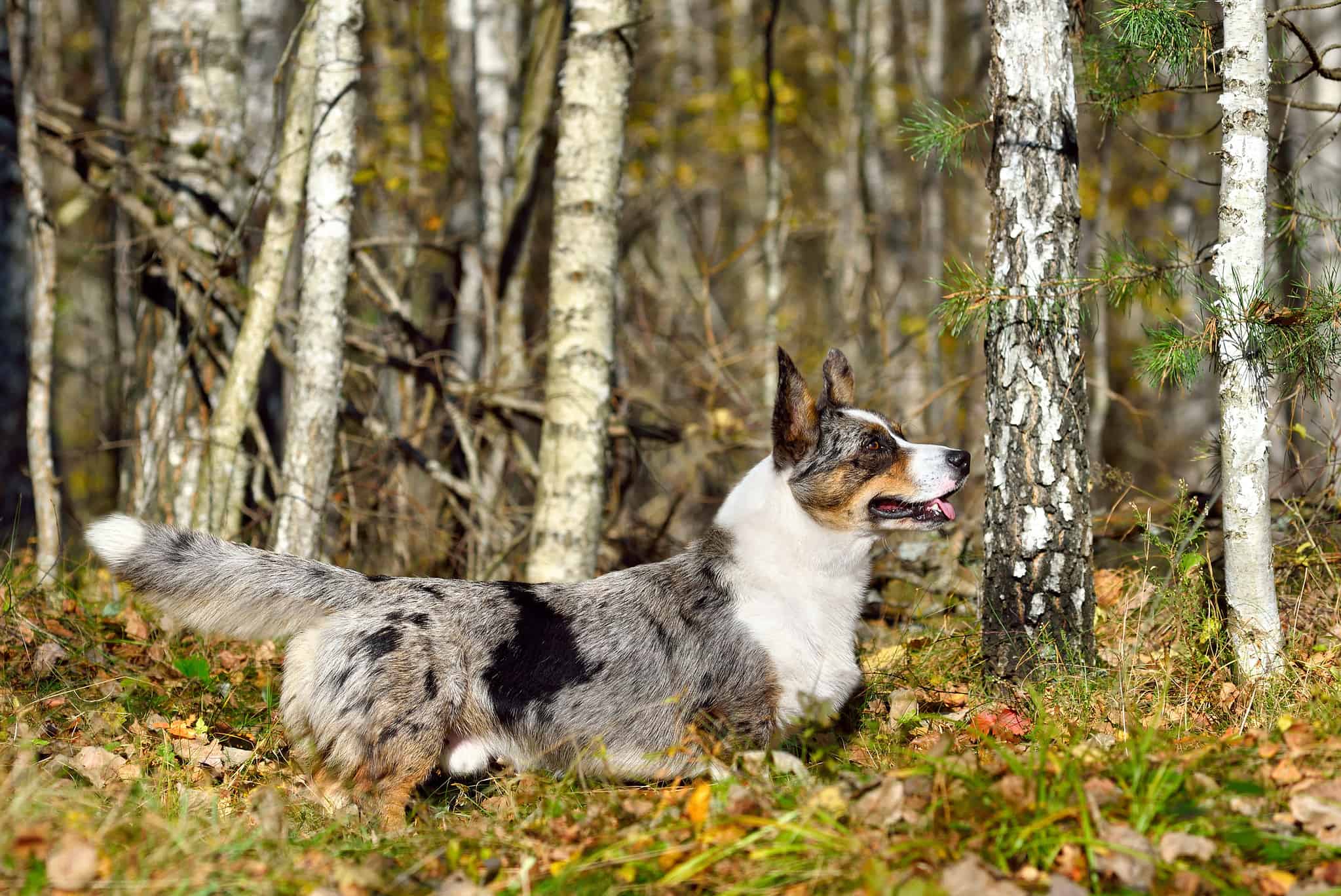 Corgis as Hunting Dogs: 9 Pros and Limitations to Know - A-Z Animals