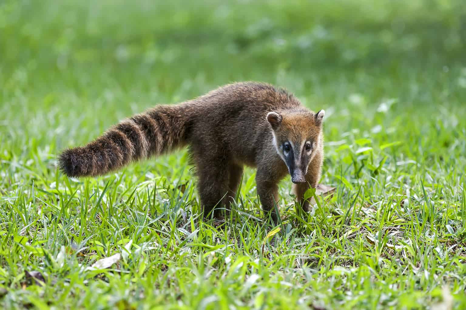 23 Animals with Striped Tails - A-Z Animals