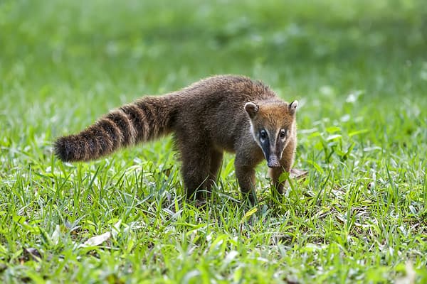 23 Animals with Striped Tails - A-Z Animals