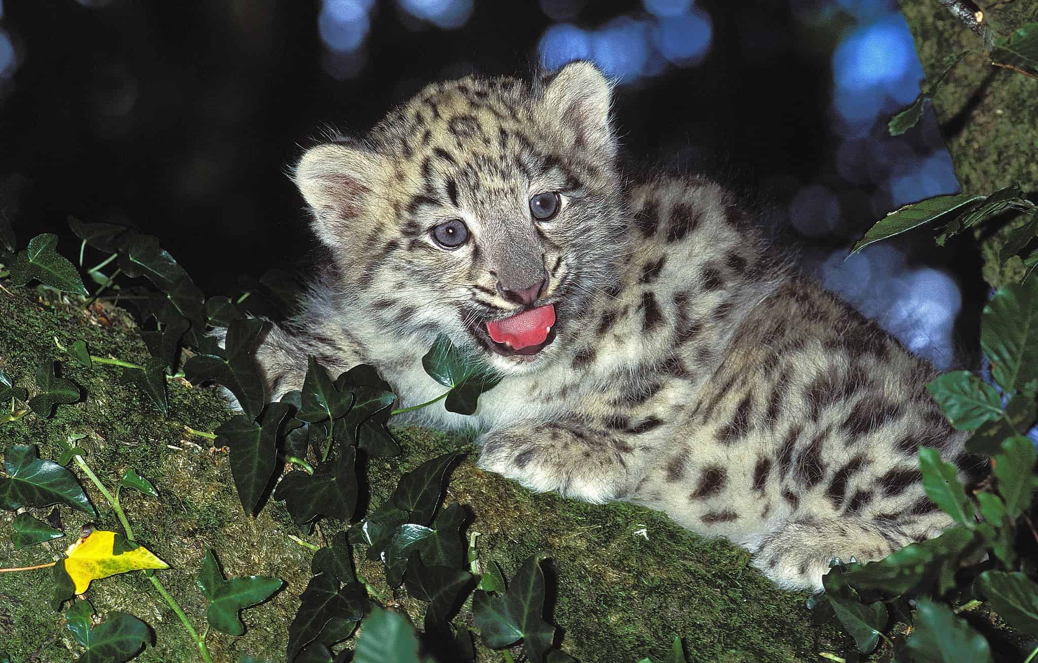 Baby Snow Leopard Cub: 10 Cute Pictures and 10 Amazing Facts - A-Z Animals