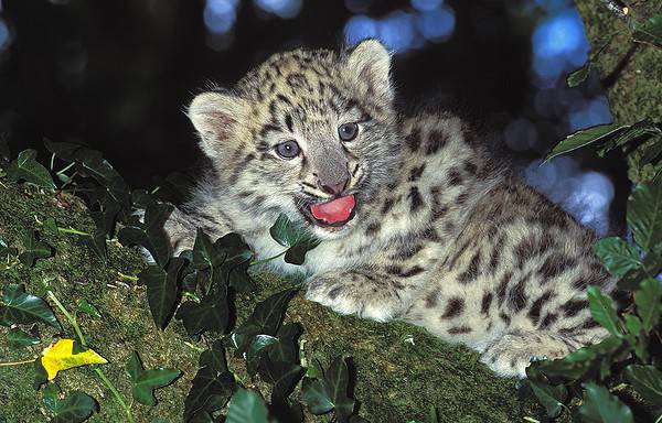 Playful Snow Leopard Cub Shows How Cubs Learn and Explore - A-Z Animals