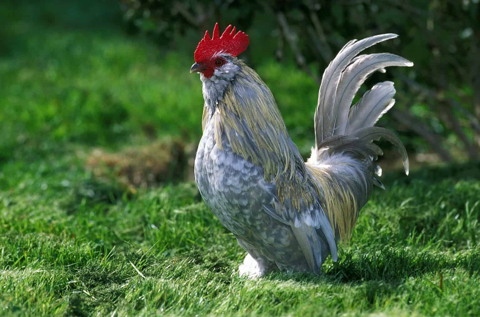 Discover 20 Different Types of Roosters (and What Makes Each Unique ...