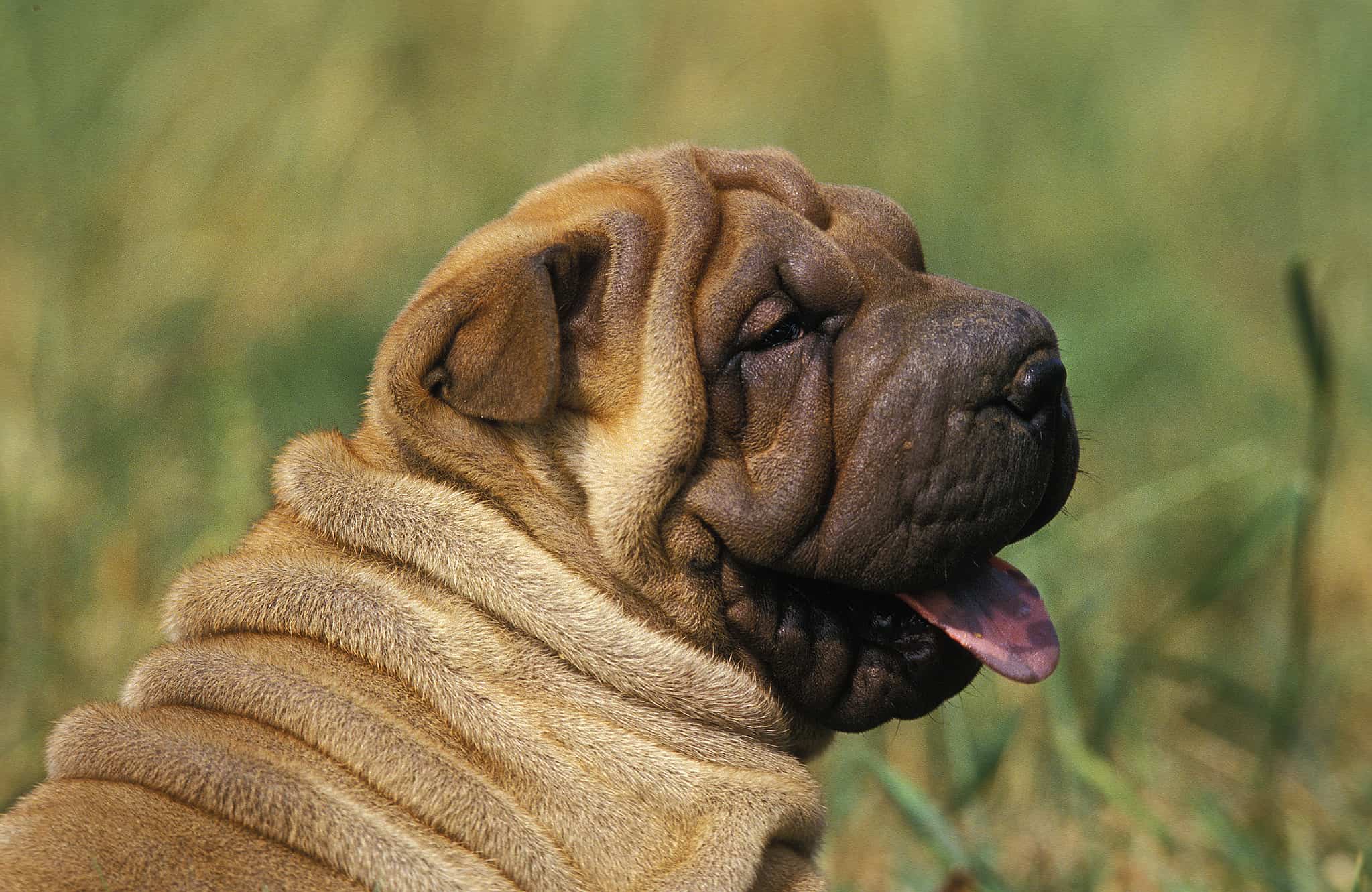 Shar Pei Progression: Growth Chart, Milestones, and Training Tips