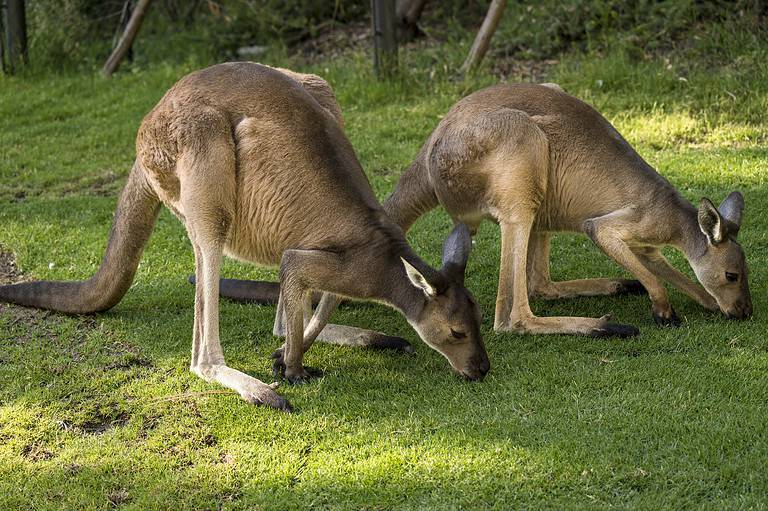 8 Animals With Regenerating Teeth - A-Z Animals