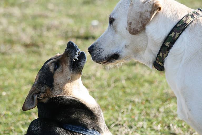 How Do Dogs Communicate With Each Other? - A-Z Animals