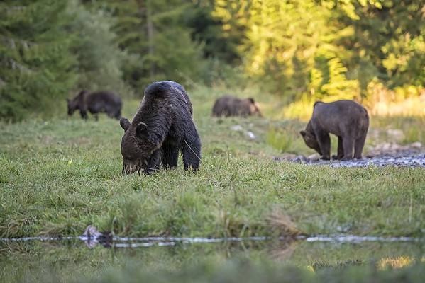 Bear Fight Is the Wildest Video You'll See All Week - A-Z Animals