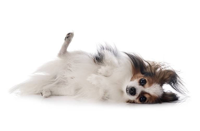Papillon Progression: Growth Chart, Milestones, and Training Tips - A-Z ...
