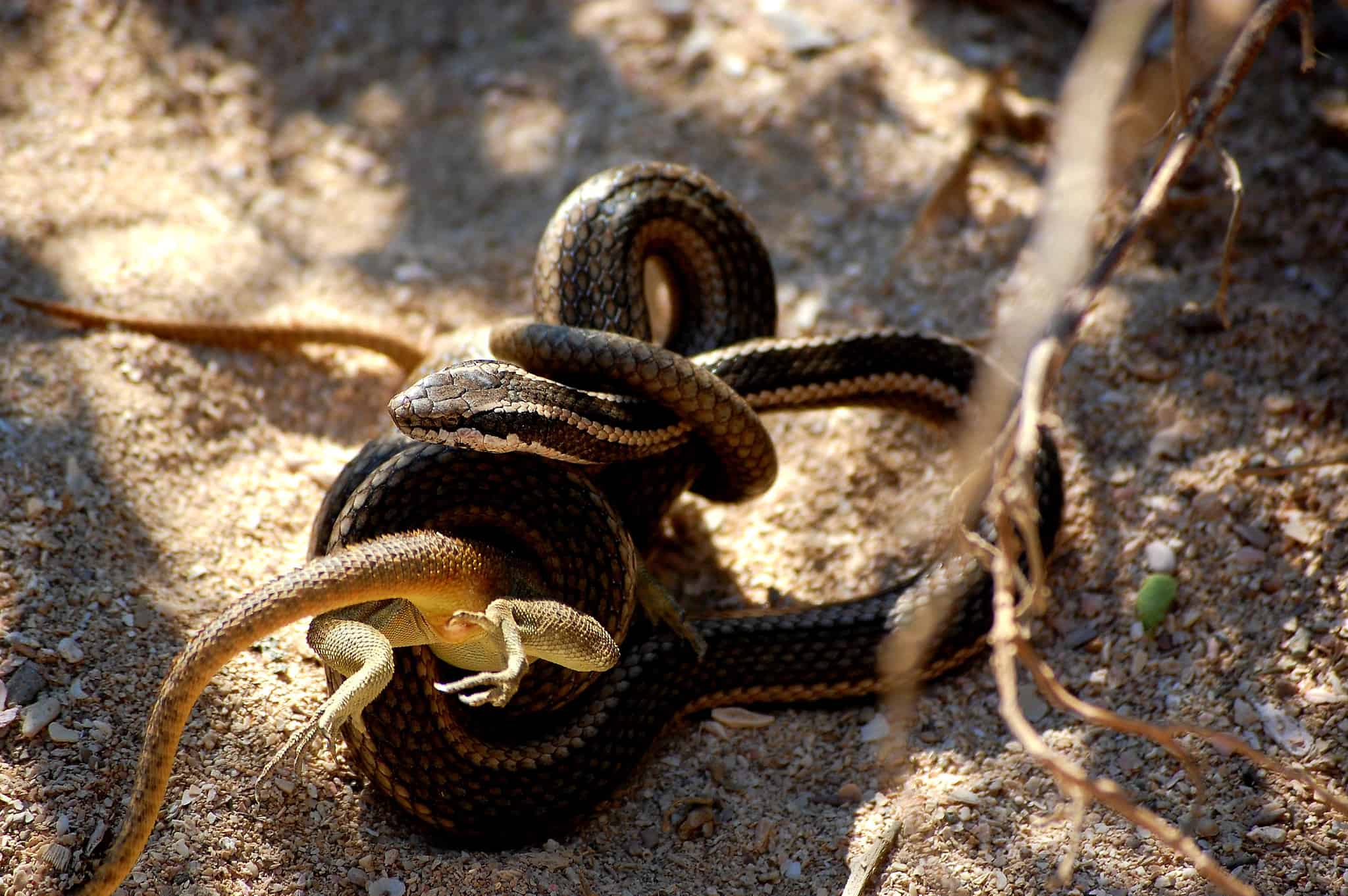 This Iguana's Escape From a Tangle of Snakes Is Like A Hollywood ...