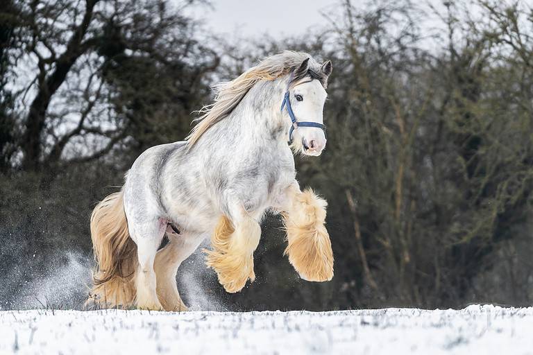 Why Do Horses Colic? Causes, Symptoms, Treatment, and Prevention - A-Z ...