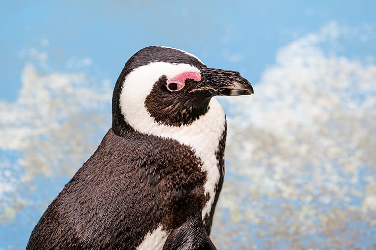 Male vs. Female Penguins: 5 Key Differences - A-Z Animals