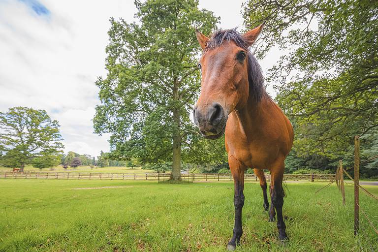 The 14 Best Horse Breeds For Eventing - A-Z Animals