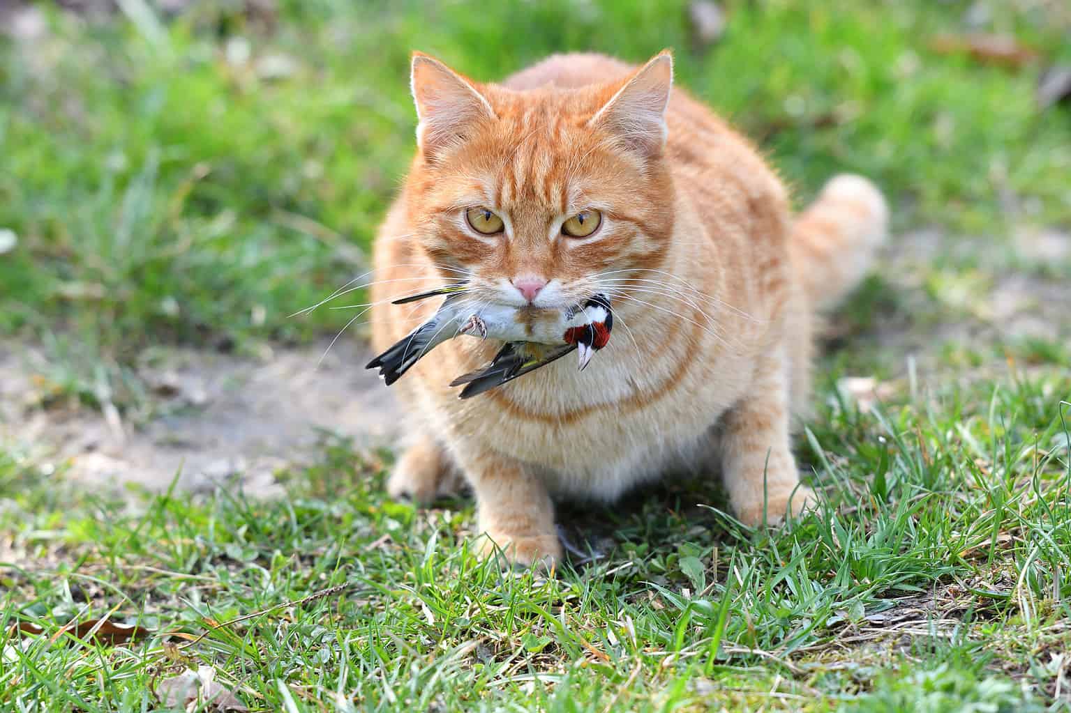 These Deadly Cats Have the Highest Kill Rates - A-Z Animals Slideshows