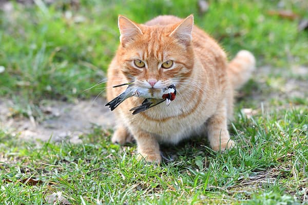 These Deadly Cats Have the Highest Kill Rates - A-Z Animals Slideshows