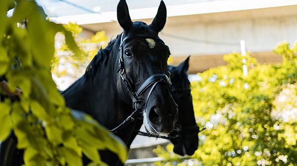 The 14 Best Horse Breeds For Eventing - A-Z Animals